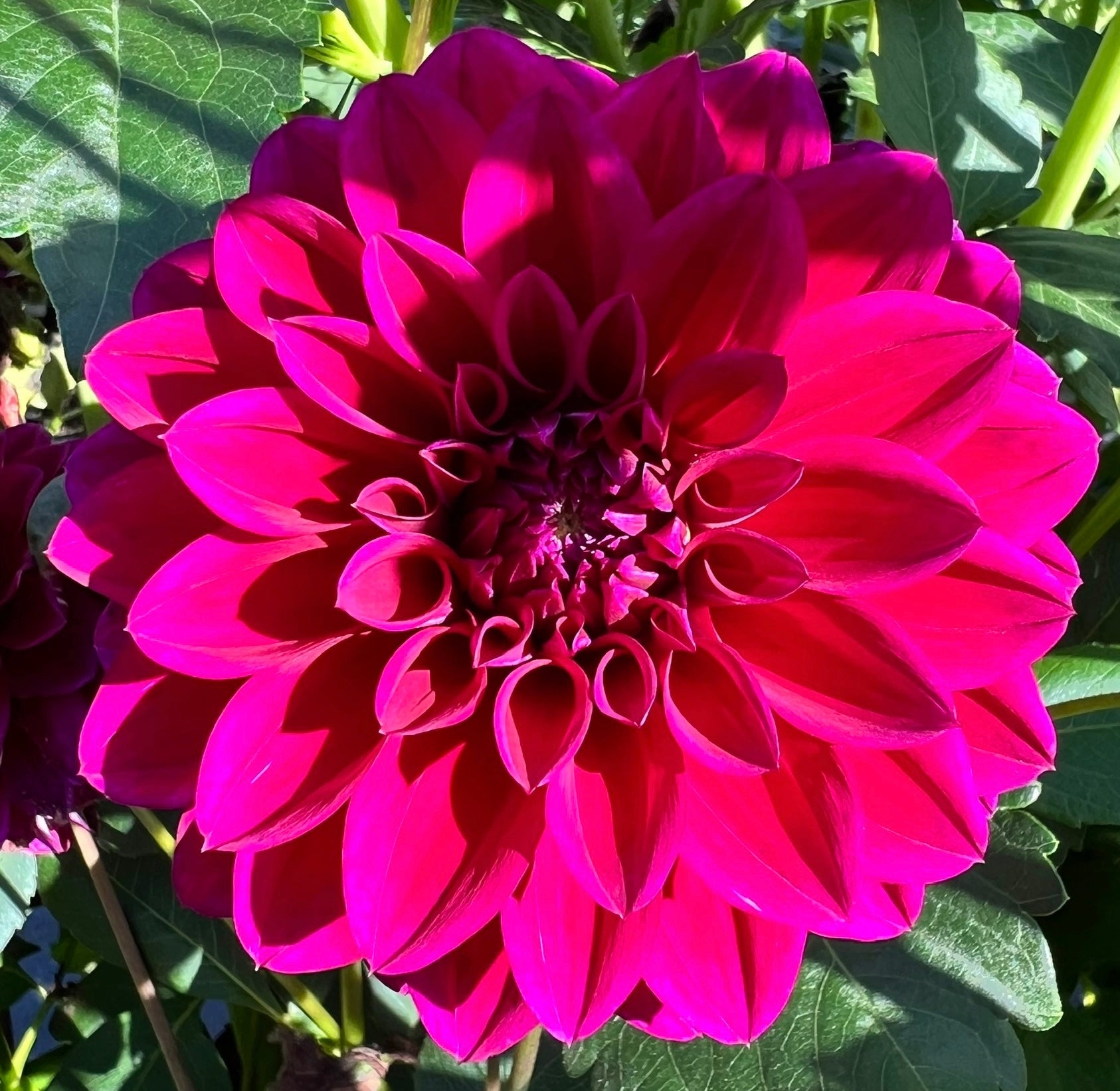 Bloomquist Awesome Dubuque Dahlias