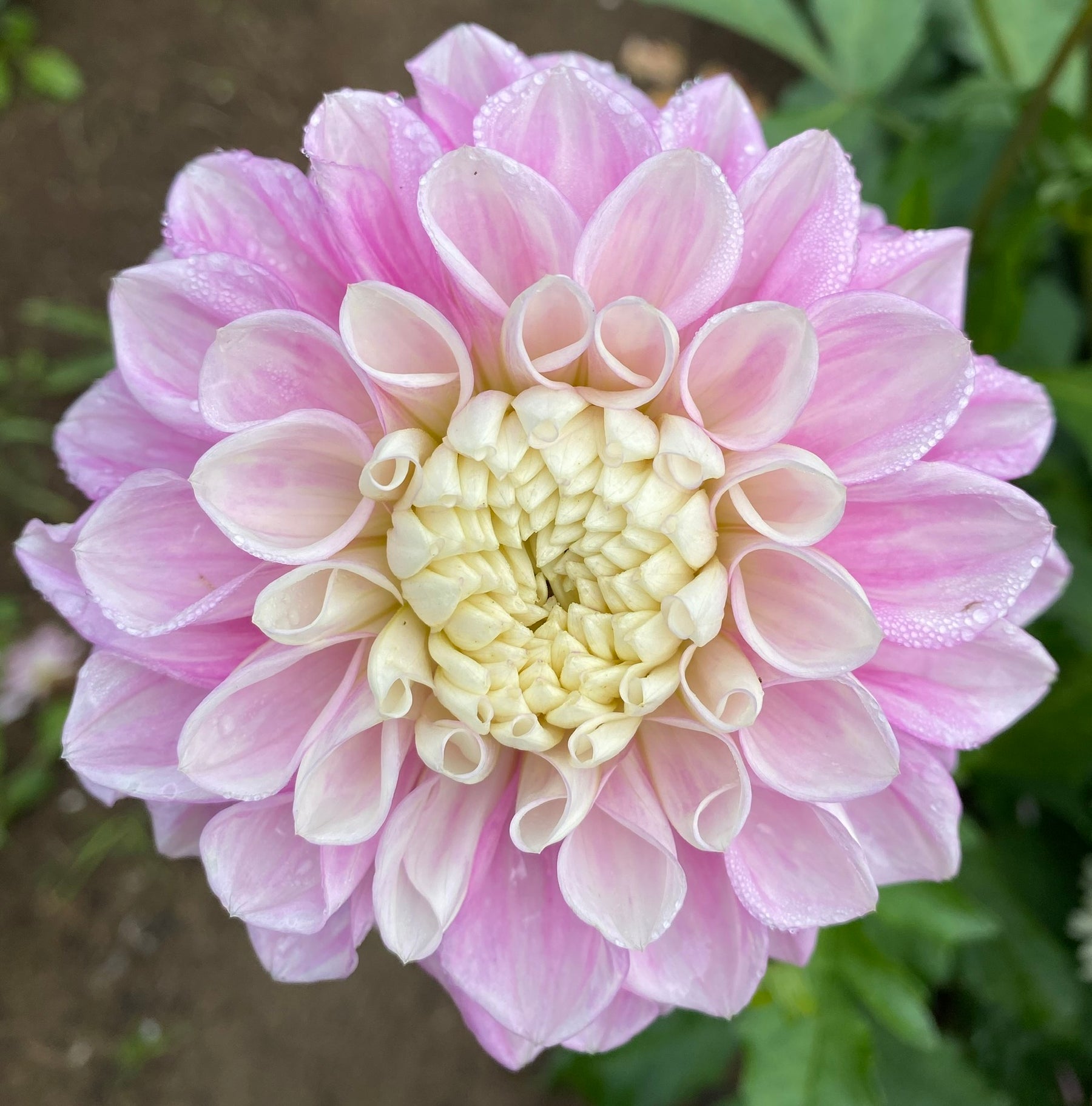 Fluffles – Dubuque Dahlias