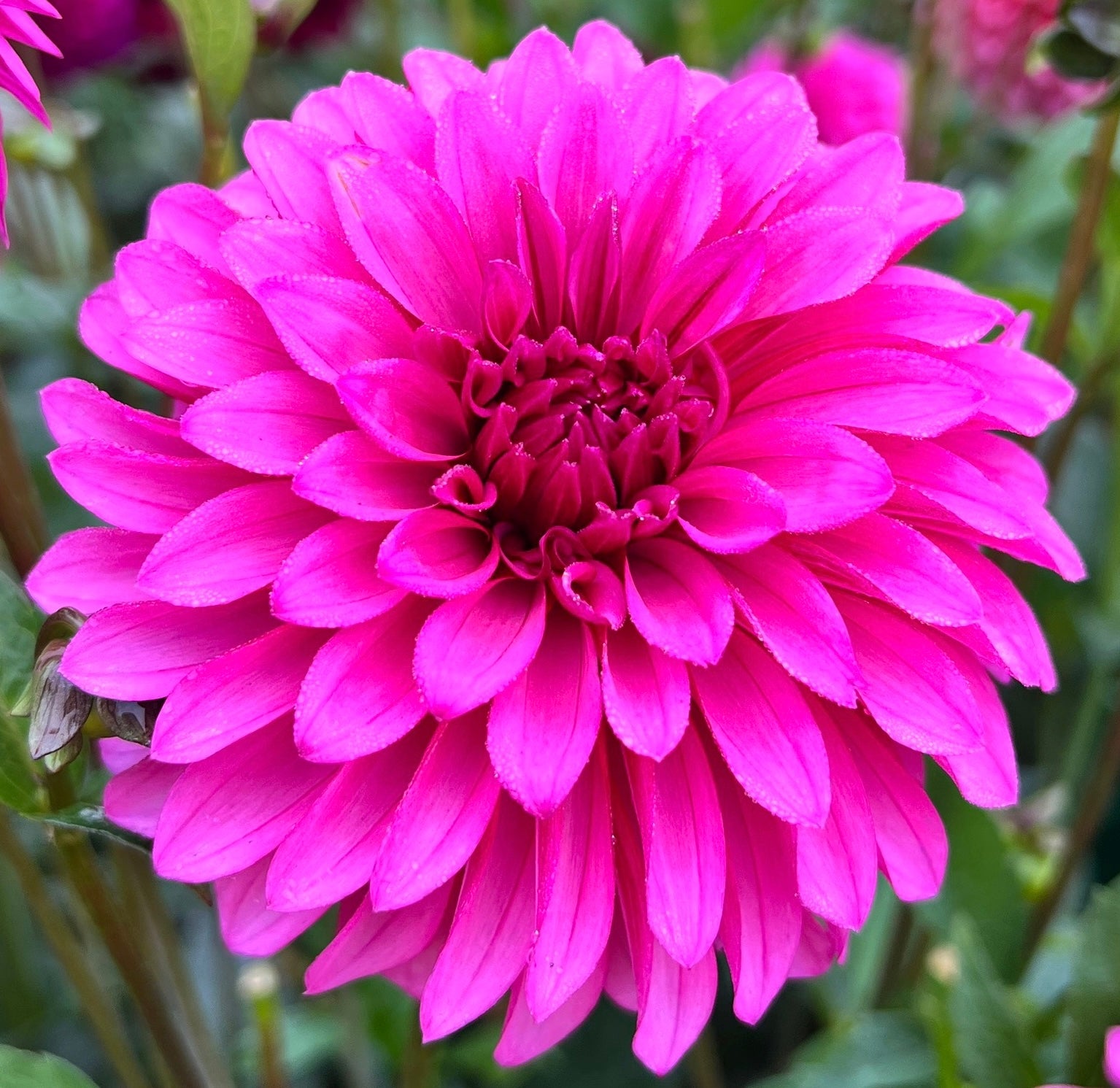 Bloomquist Pinwheel – Dubuque Dahlias