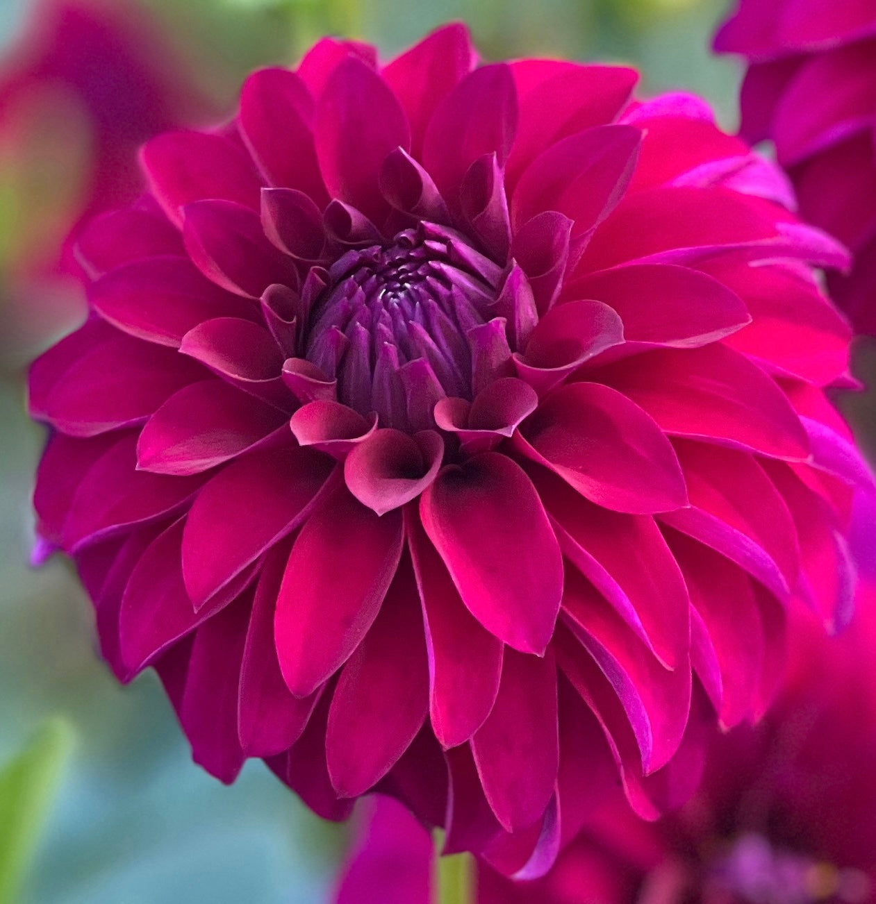 Clearview Jennae- Limit 1 per Household – Dubuque Dahlias