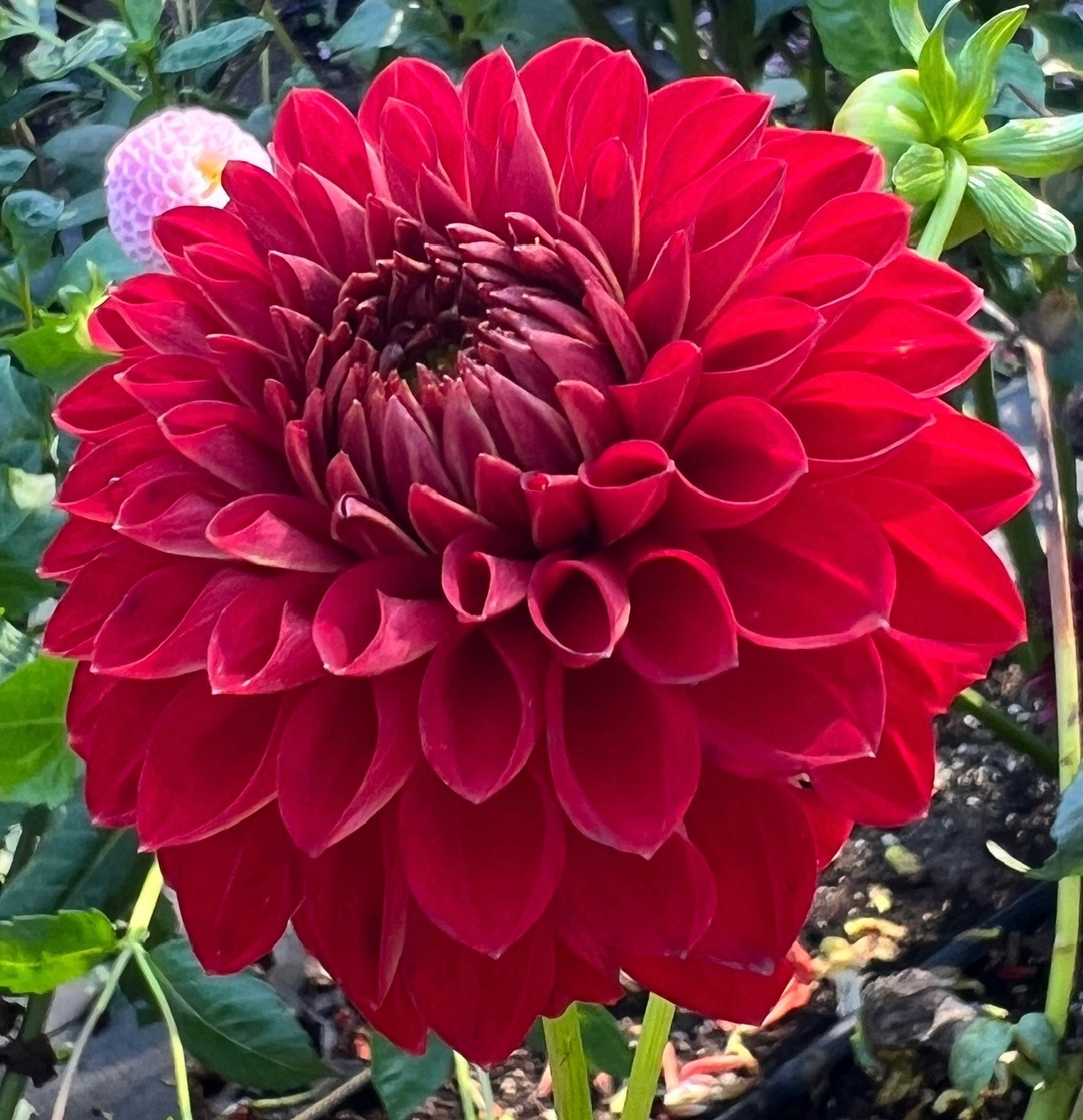 Sheval Megan – Dubuque Dahlias