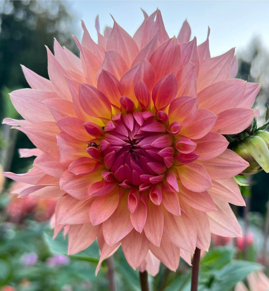 Dahlias – Page 9 – Dubuque Dahlias