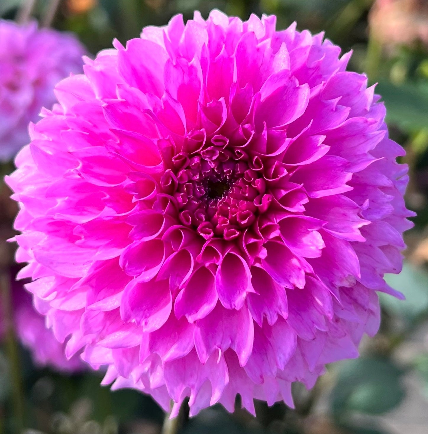 Ferncliff Pincushion – Dubuque Dahlias