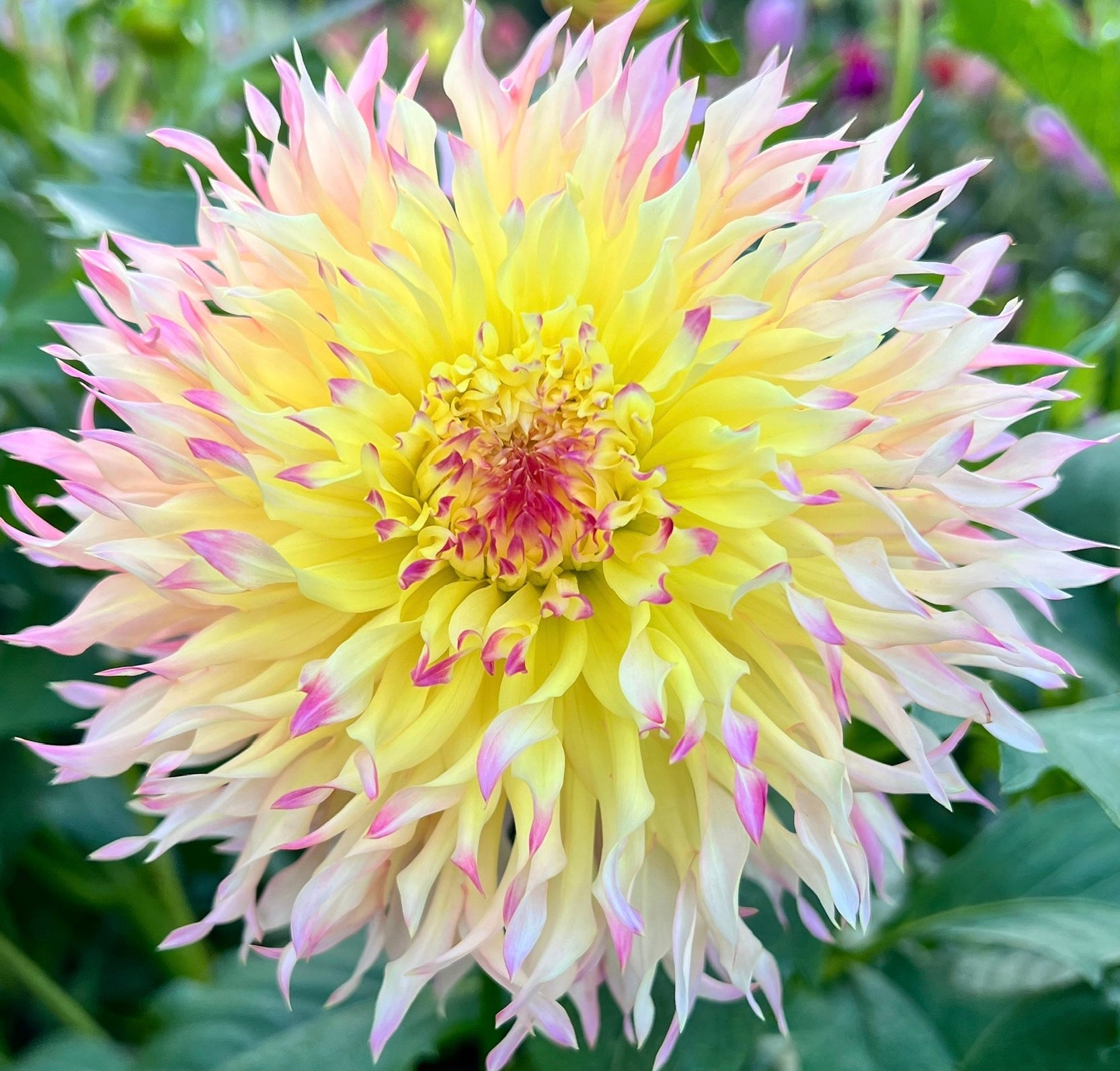 Hapet Perfekt – Dubuque Dahlias