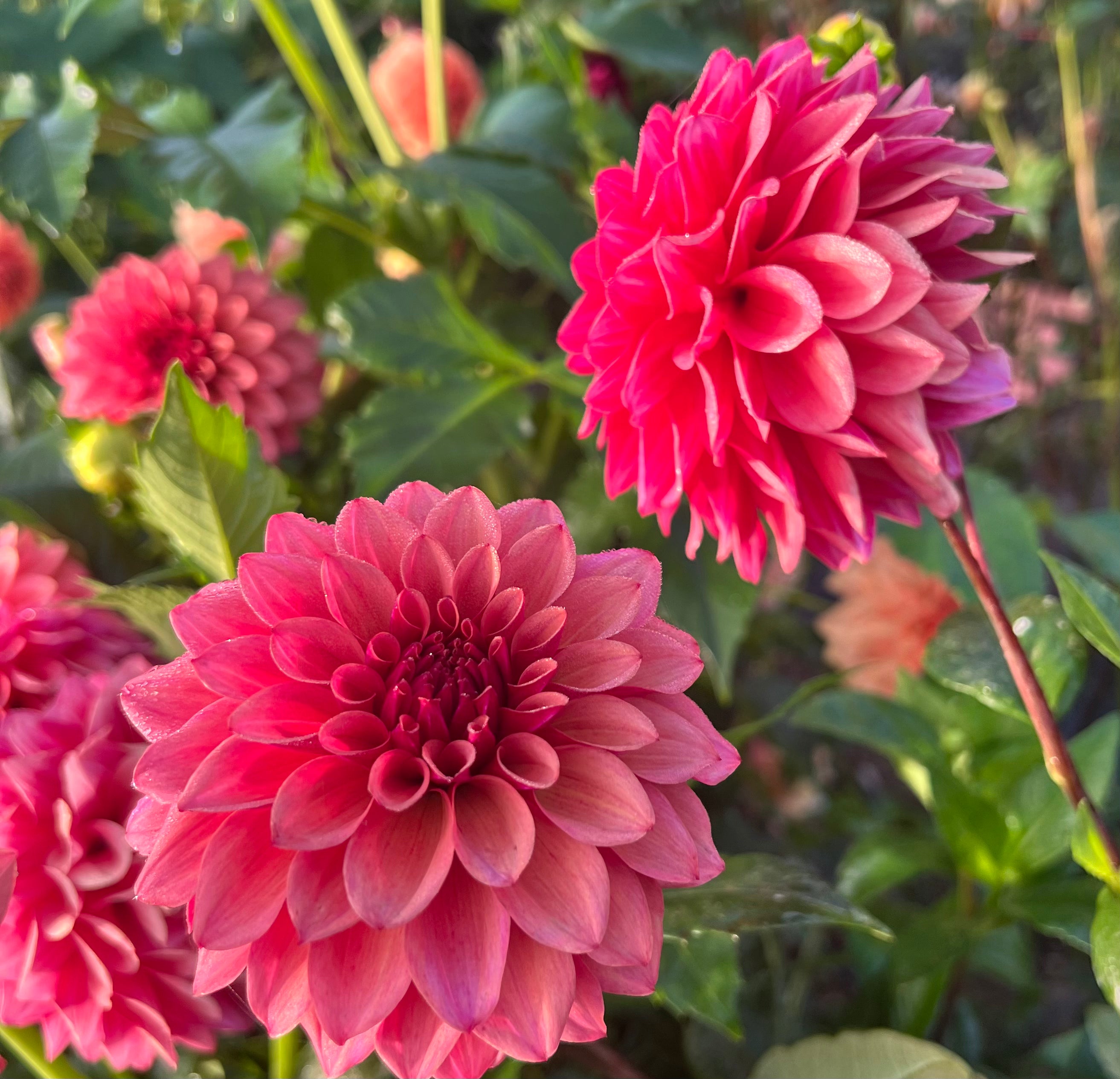 Bell's Naima – Dubuque Dahlias