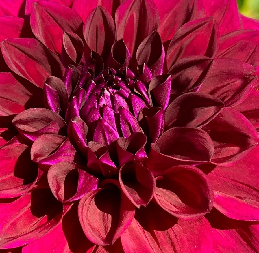 Lynn Slight – Dubuque Dahlias