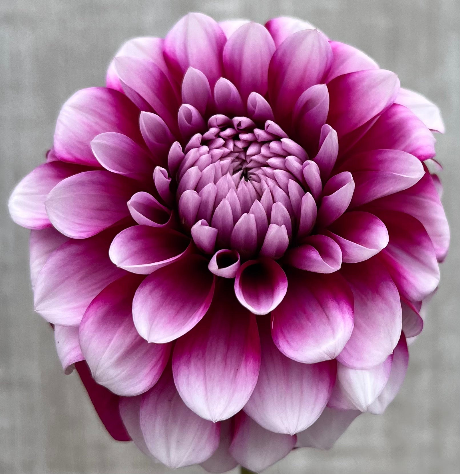 Wicky Woo – Dubuque Dahlias